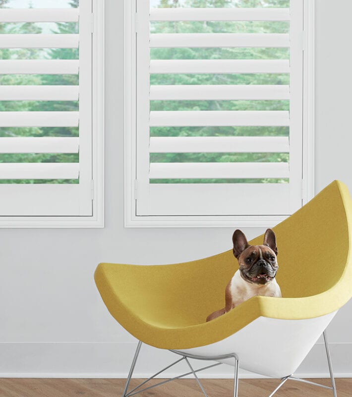 Living with Pets: Window Covering Musts | Creative Blinds